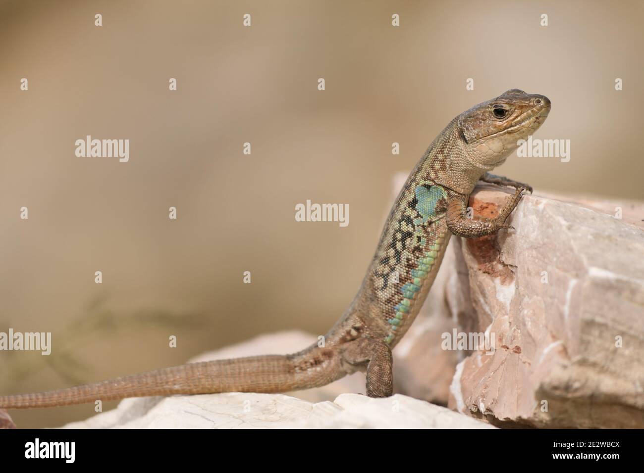 Lizard standing hi-res stock photography and images - Alamy
