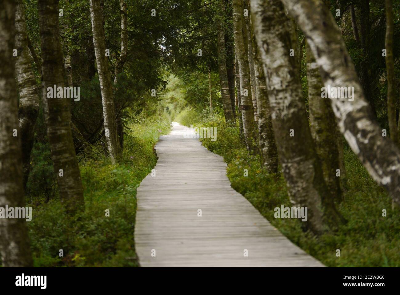Walkway through swamp hi-res stock photography and images - Alamy