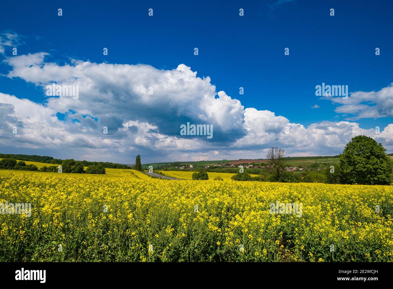 Road through spring rapeseed yellow blooming fields view, blue sky with ...