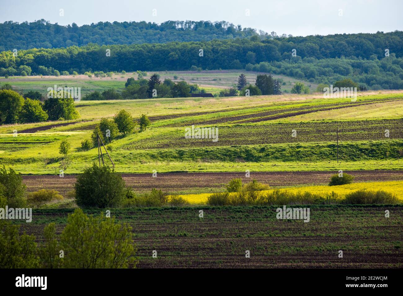 Spring countryside view with rapeseed yellow blooming fields, groves ...