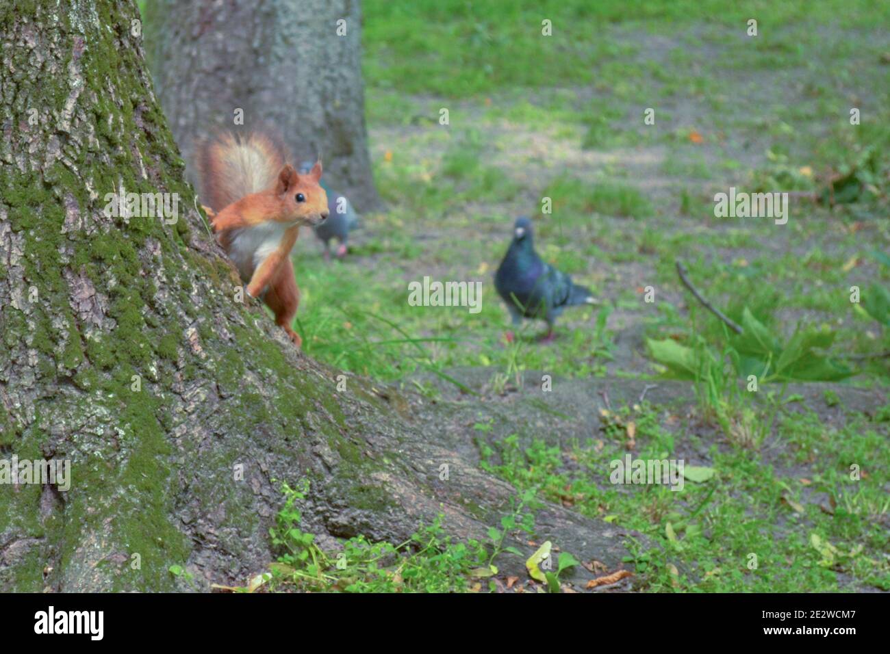 squirrel and pigeon in the woods Stock Photo - Alamy
