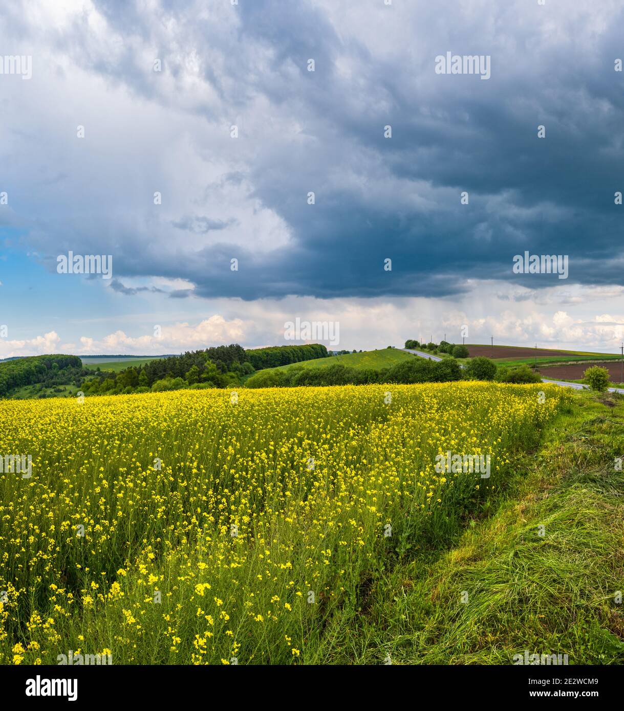Road through spring rapeseed yellow blooming fields view, sky with ...