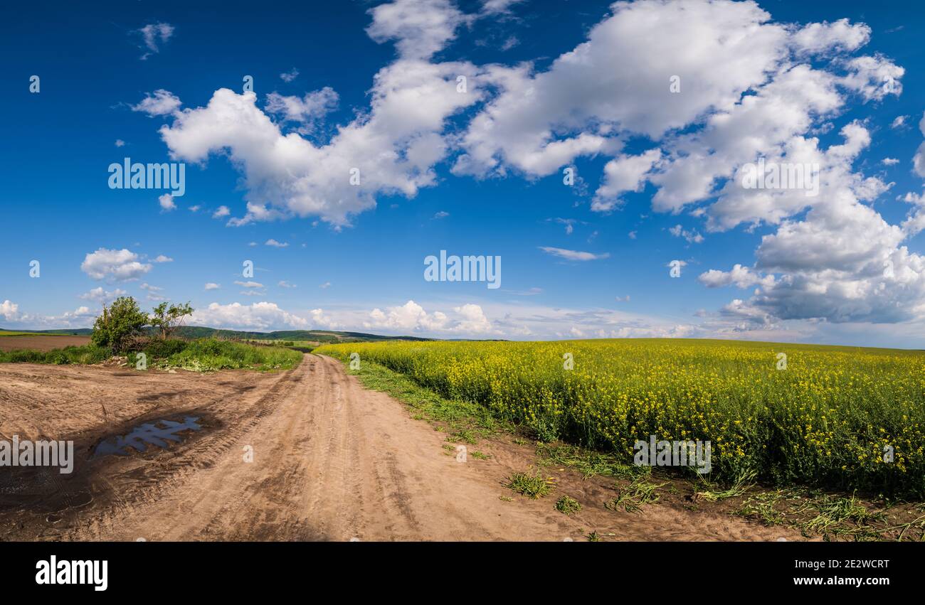 Spring countryside view with dirty road, rapeseed yellow blooming ...