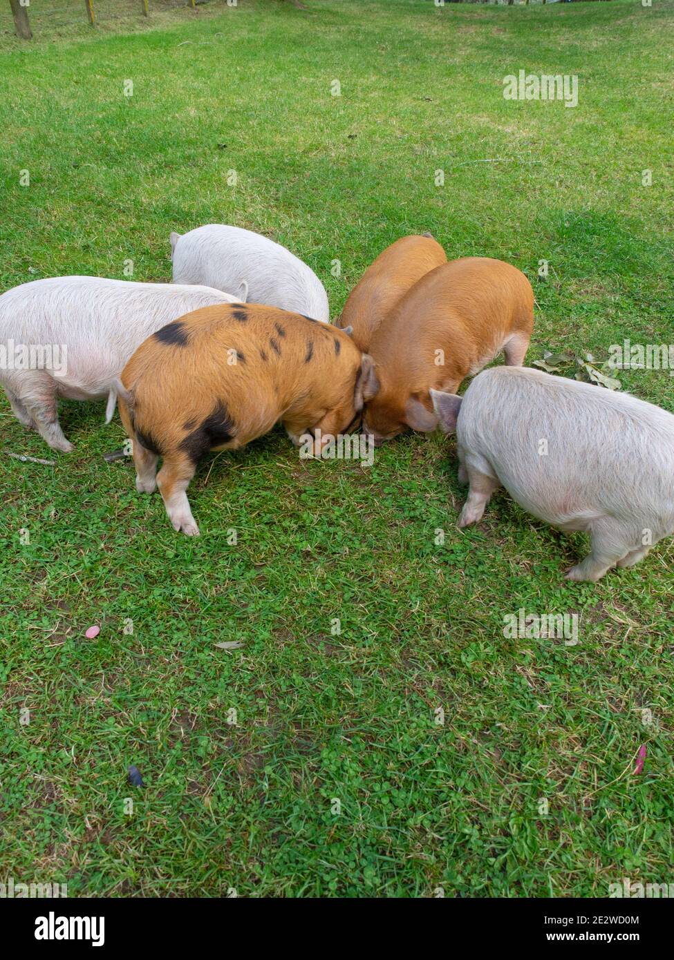 Multiple Piglets On Green Grass Stock Photo - Alamy