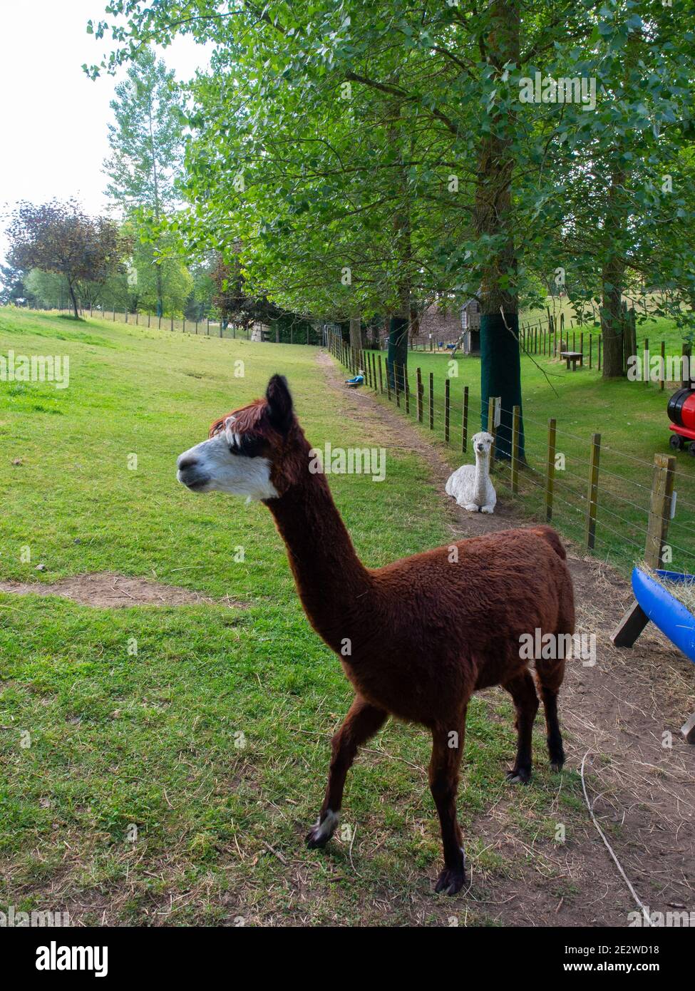 Two Llamas On A Farm Stock Photo - Alamy