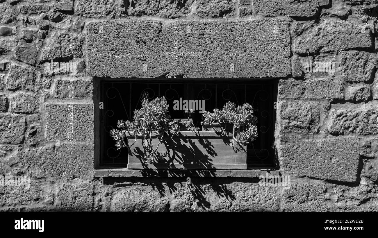 A barred window & plant in a residential building in the historic ...