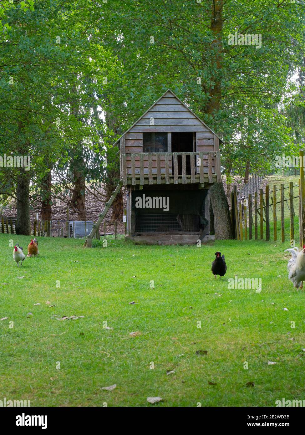 Roaming farm animals hi-res stock photography and images - Alamy