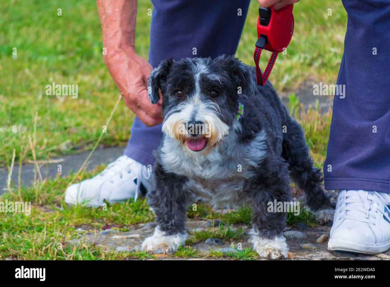 Cute Tibetan Terrier walking by its owner with a leash,Deal promenade ...