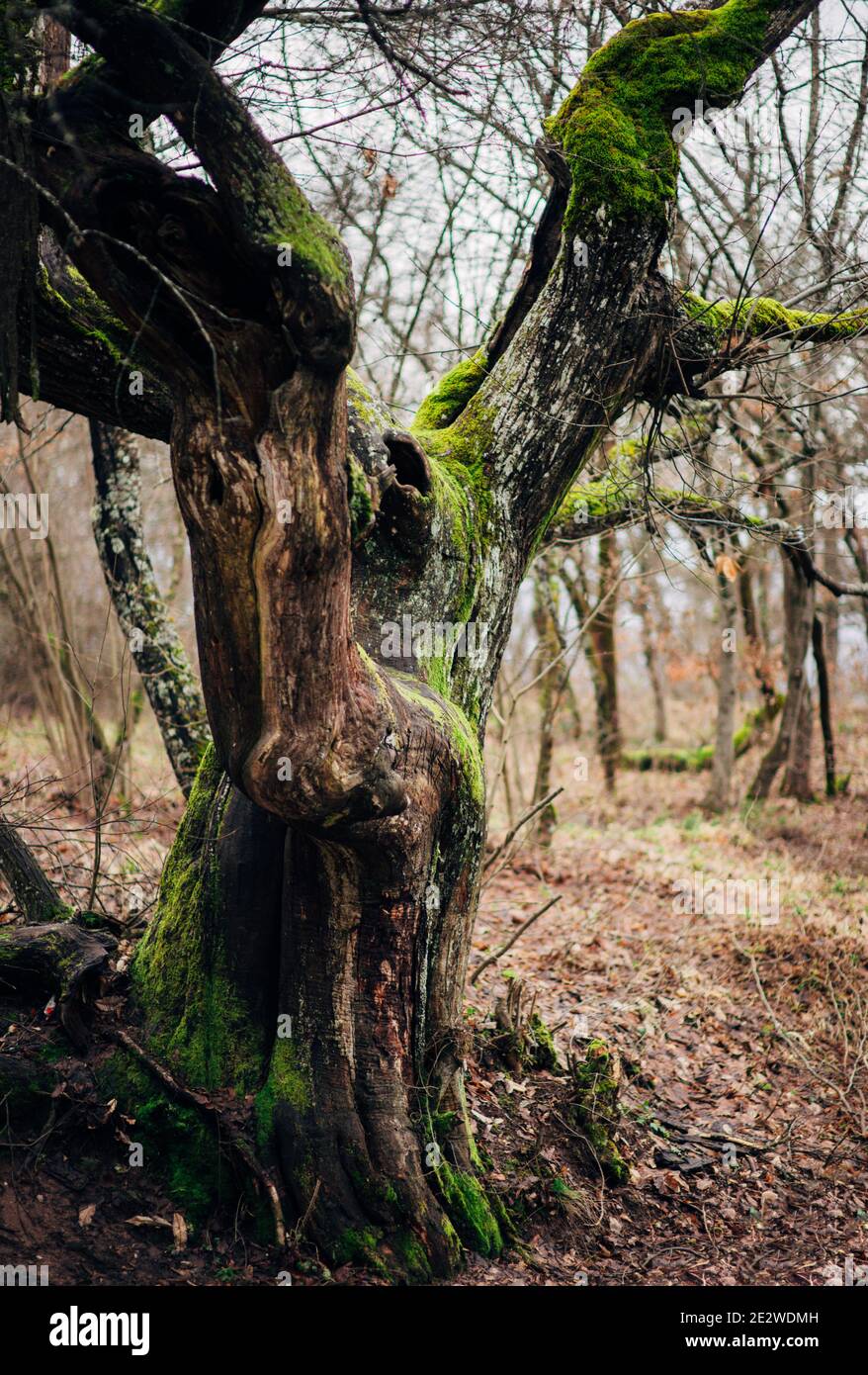 Wet tree trunk and green moss in a forest Stock Photo - Alamy
