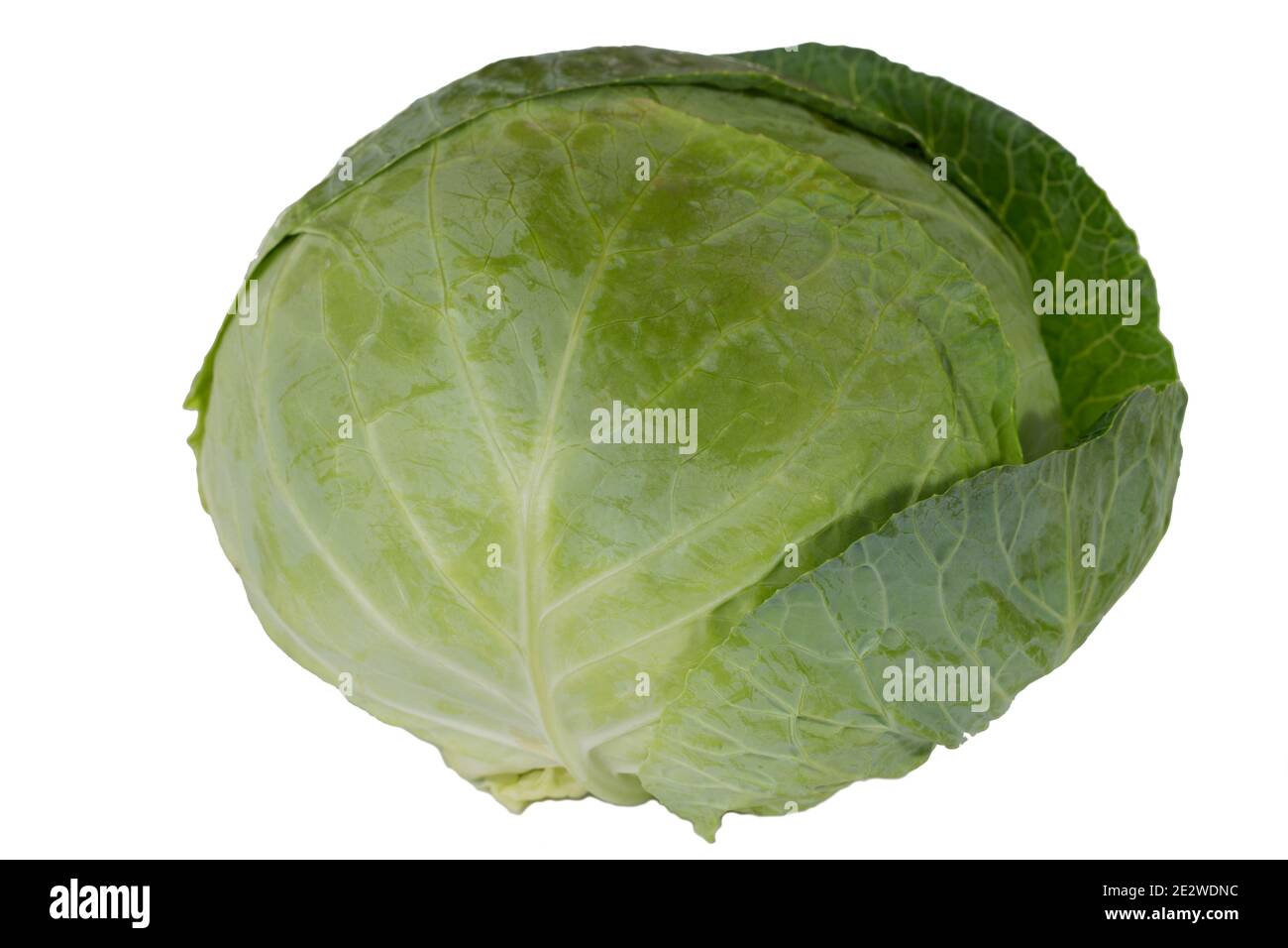 A large head of cabbage is shown in close-up. Isolated in a white ...
