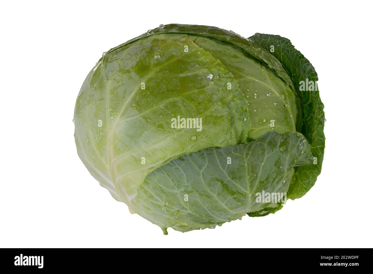 A large head of cabbage is shown in close-up. Isolated in a white ...