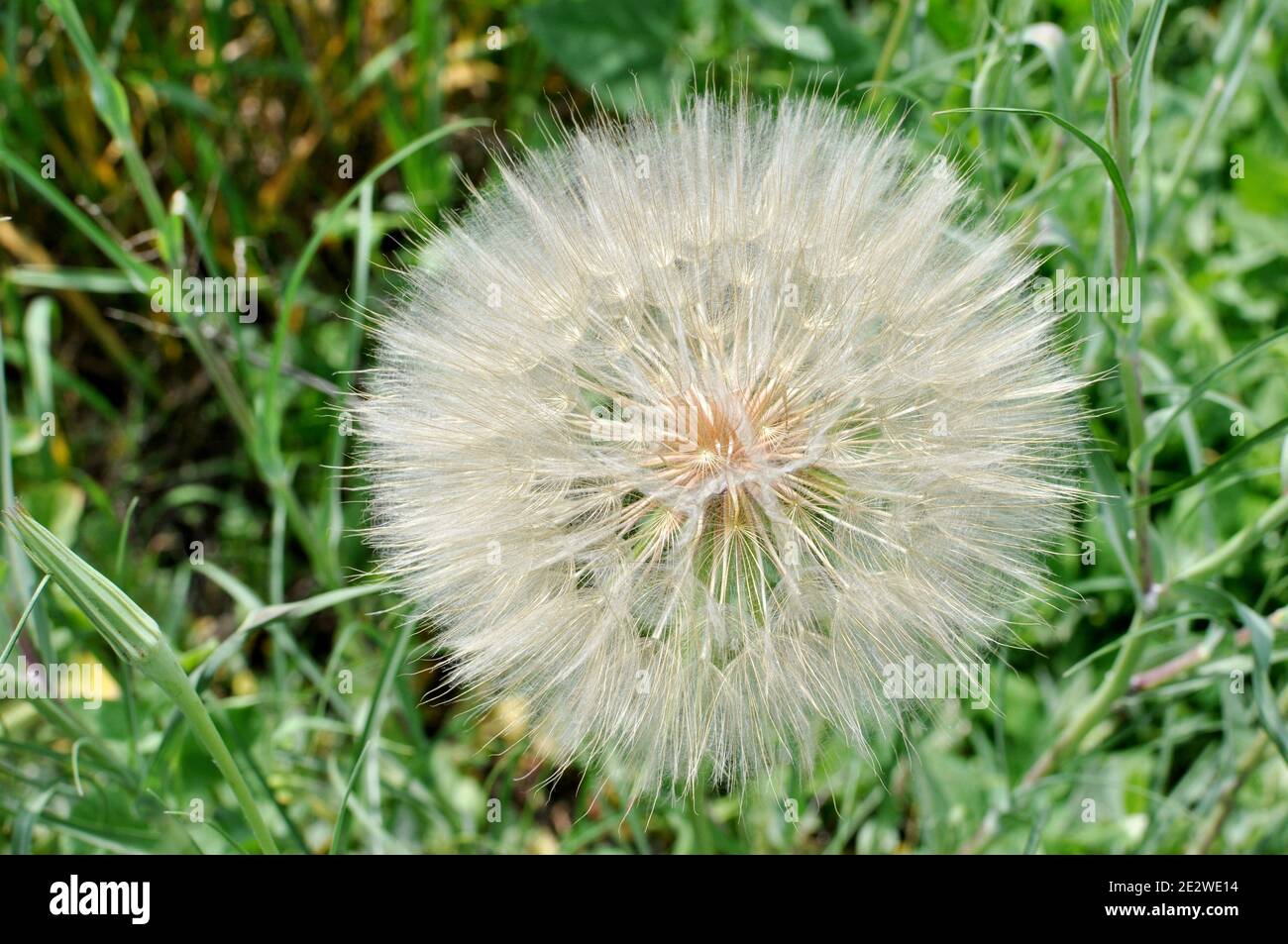 Dandelion stem hi-res stock photography and images - Alamy