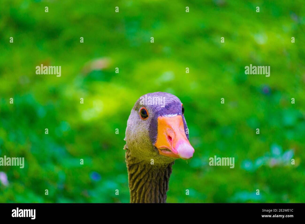 Goose at leeds castle hi-res stock photography and images - Alamy