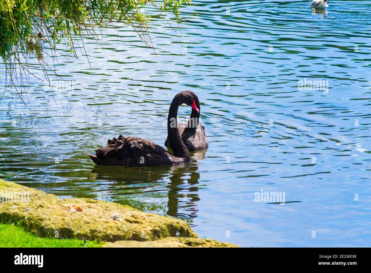 Leeds castle kent couple hi-res stock photography and images - Alamy