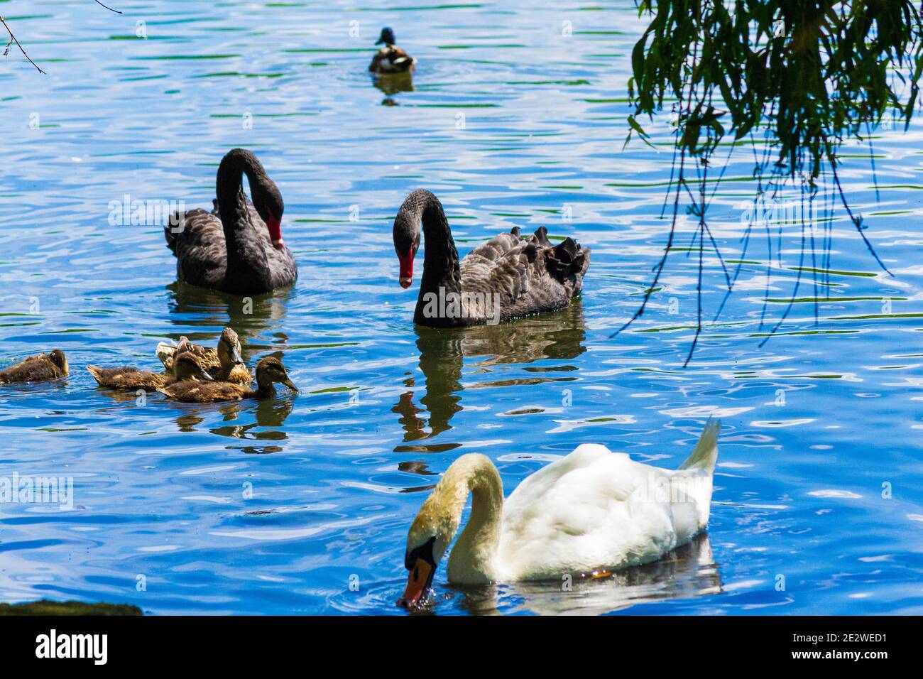 Leeds castle kent couple hi-res stock photography and images - Alamy