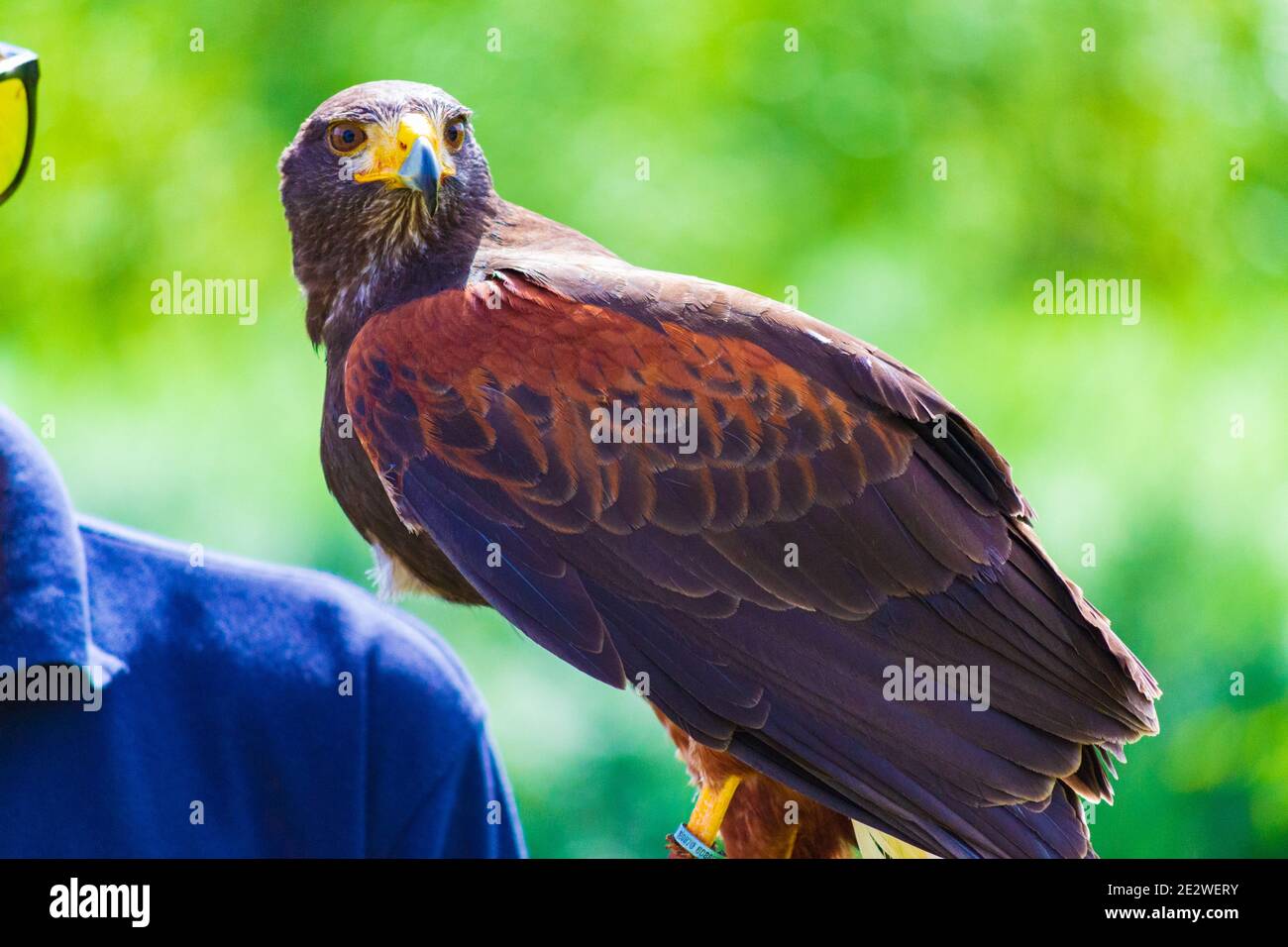 Leeds Castle's Bird of Prey Centre houses birds from a variety of ...