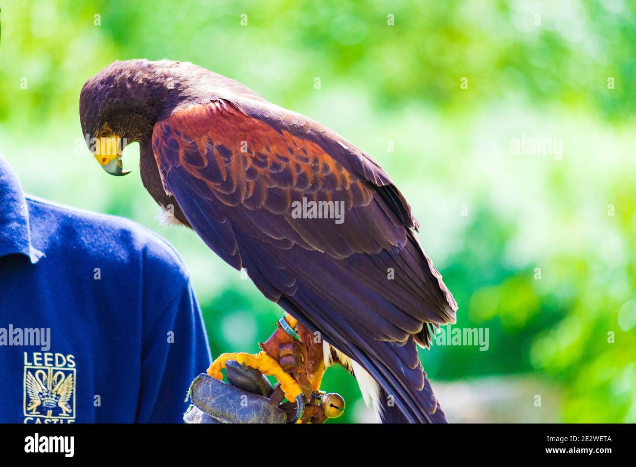Leeds Castle's Bird of Prey Centre houses birds from a variety of ...