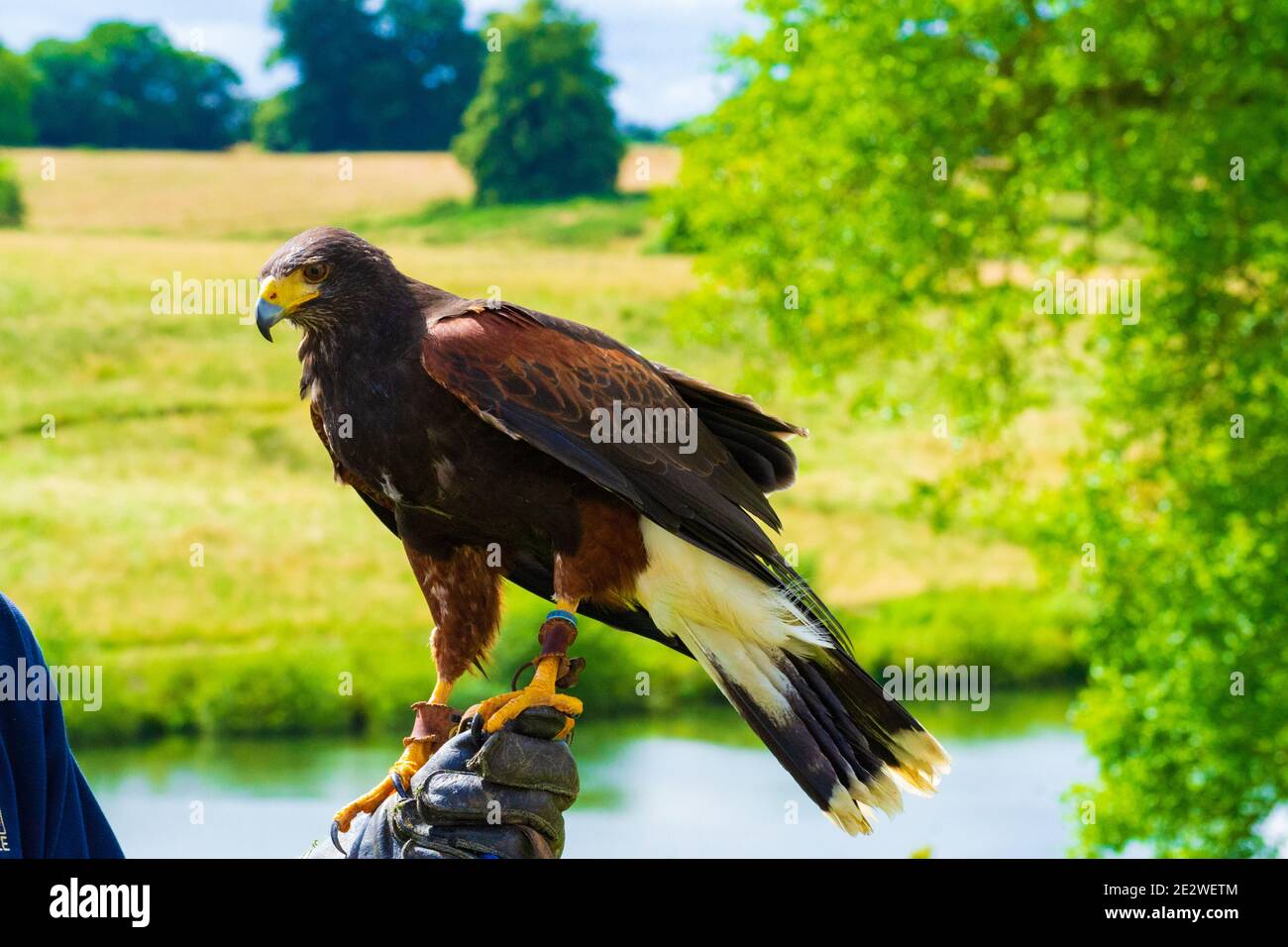 Leeds Castle's Bird of Prey Centre houses birds from a variety of ...