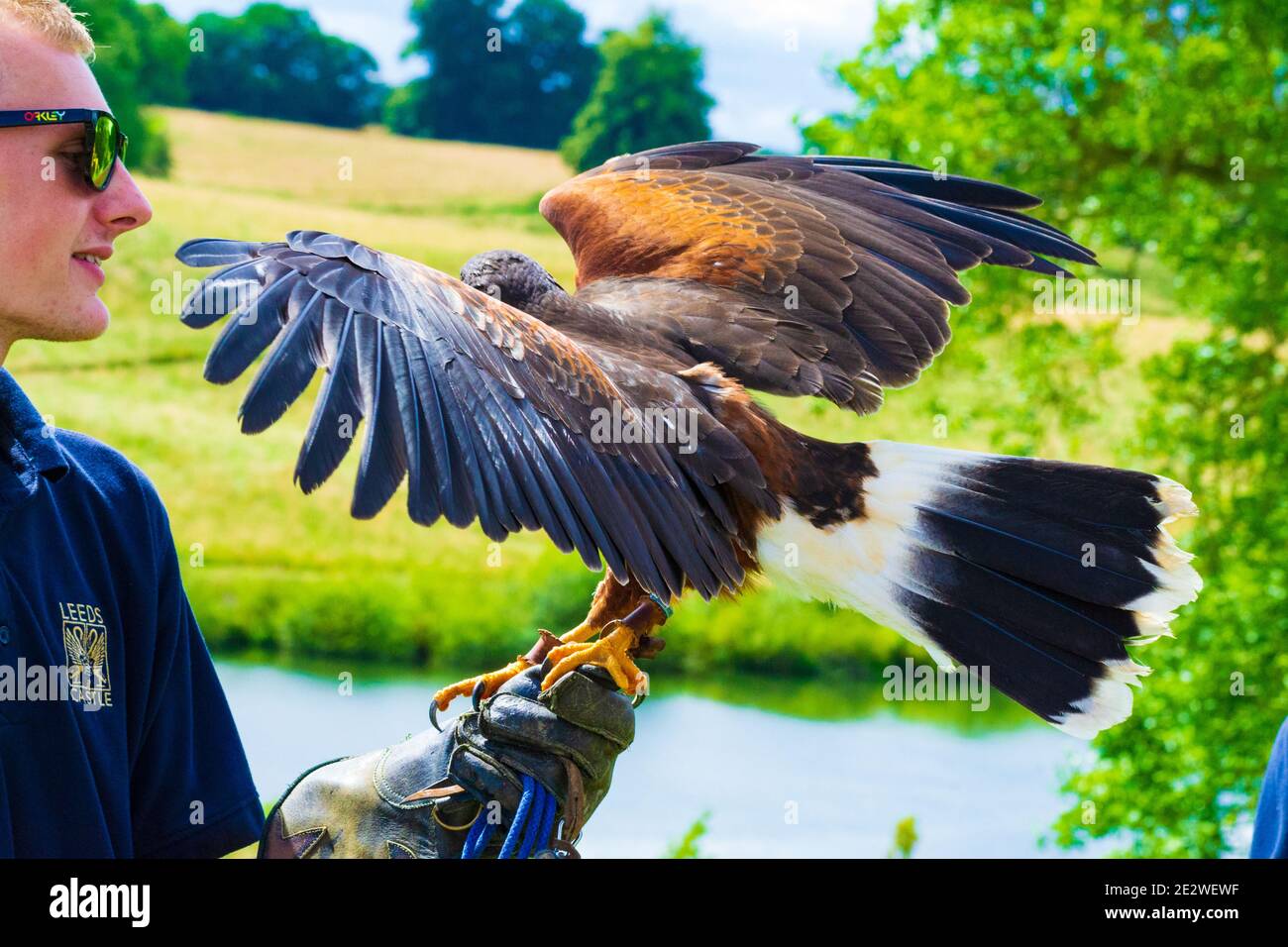 Leeds Castle's Bird of Prey Centre houses birds from a variety of ...