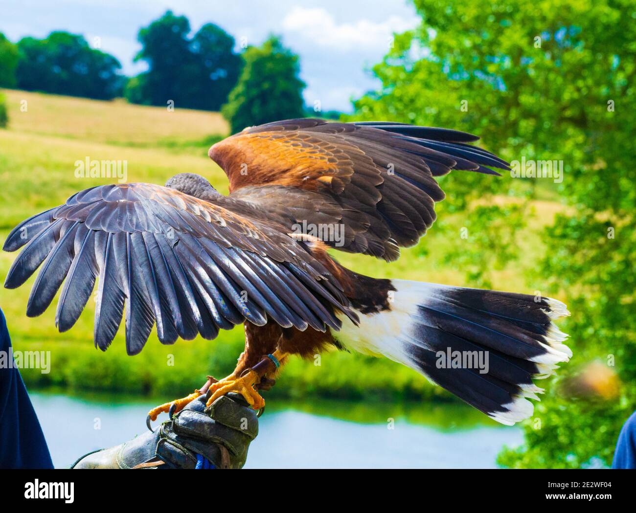 Leeds Castle's Bird of Prey Centre houses birds from a variety of ...