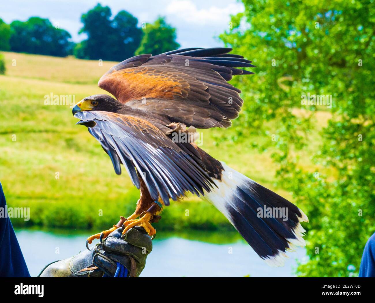 Leeds Castle's Bird of Prey Centre houses birds from a variety of ...