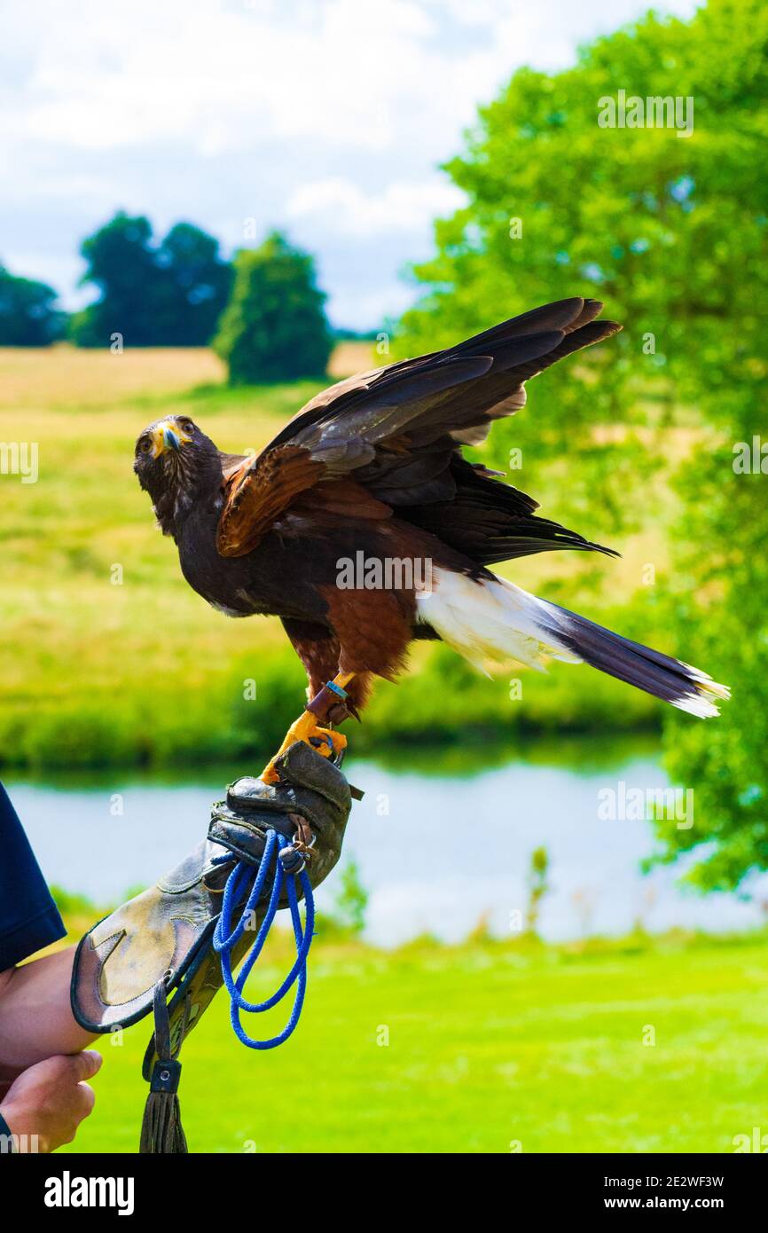 Leeds Castle's Bird of Prey Centre houses birds from a variety of ...