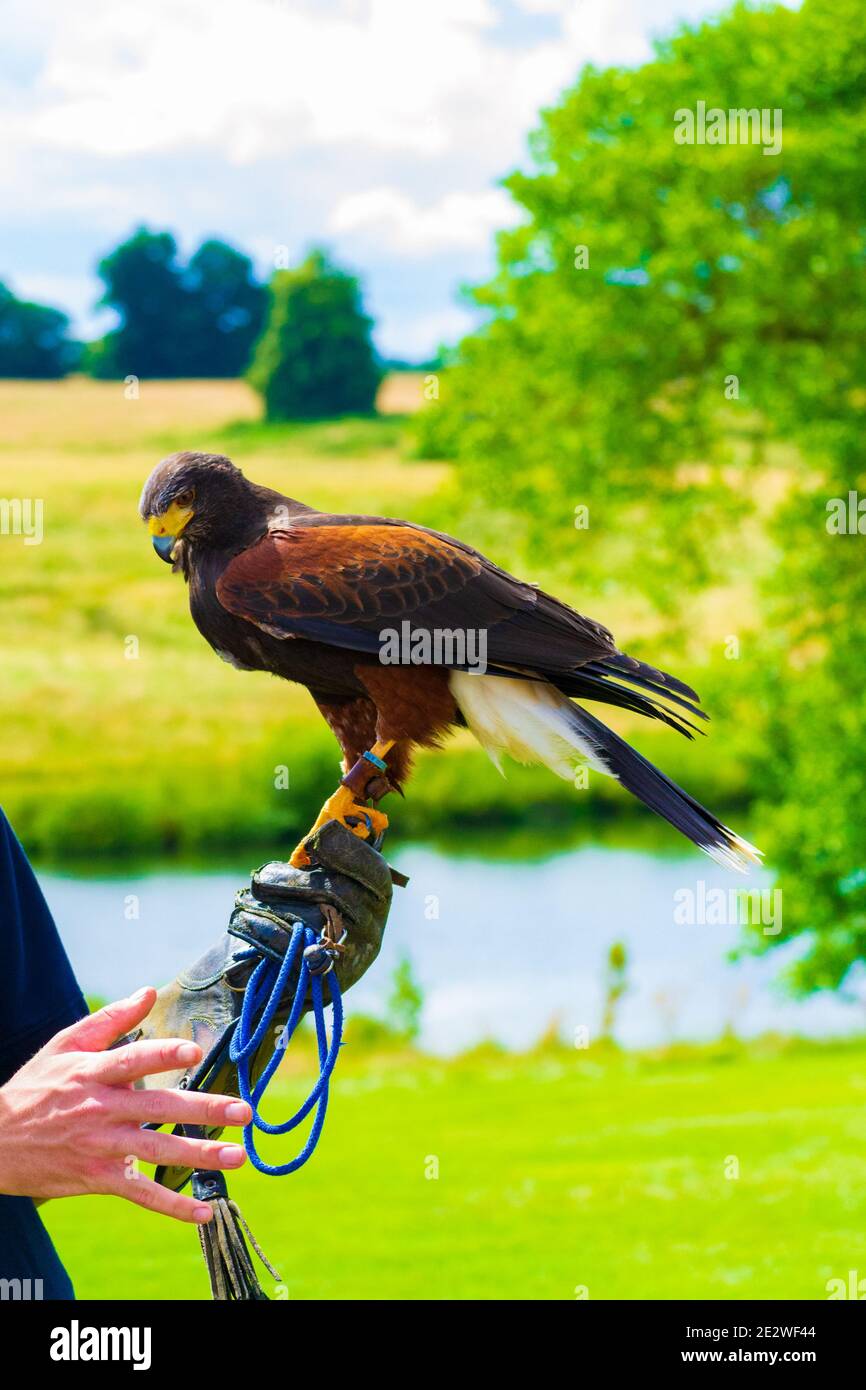 Leeds castle falconry centre hi-res stock photography and images - Alamy