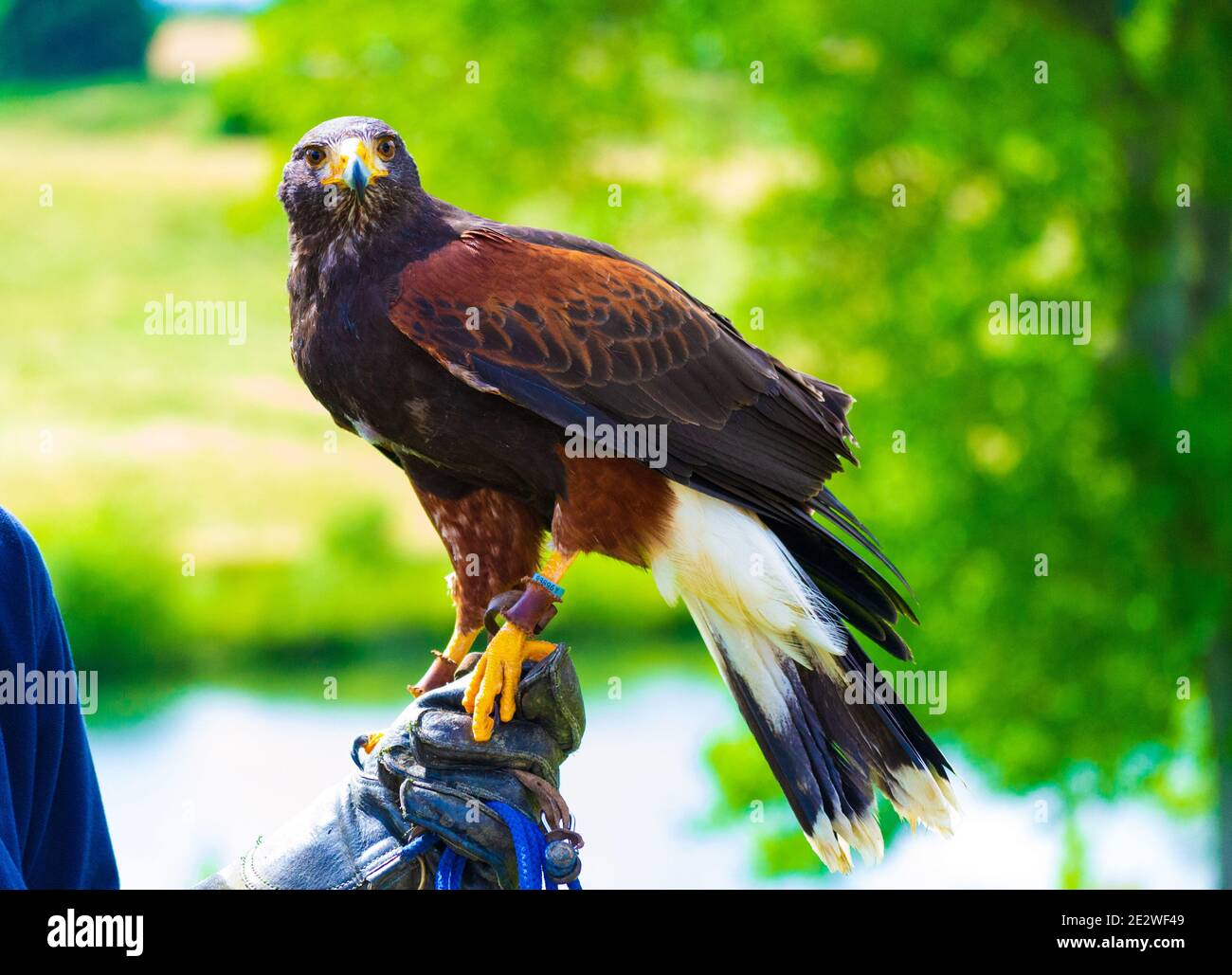Leeds Castle's Bird of Prey Centre houses birds from a variety of ...