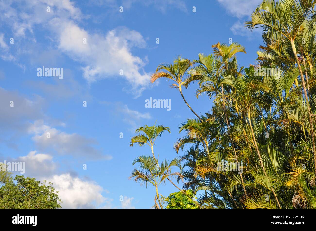 Beautiful tropical scenic view with palms tree and blue sky Stock Photo ...