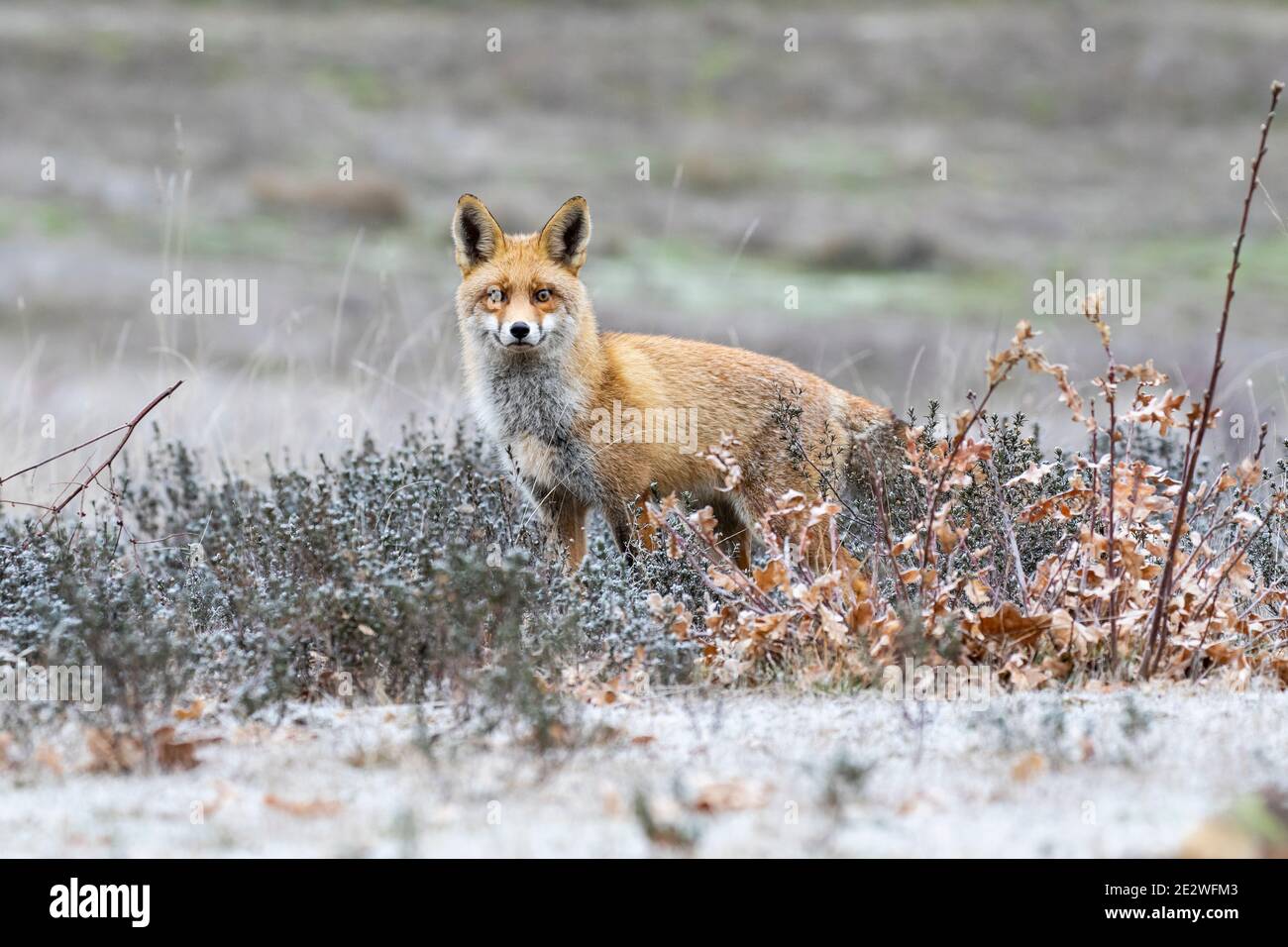 Wild mammal, Beautiful red fox, vulpes vulpes, looking at camera in ...