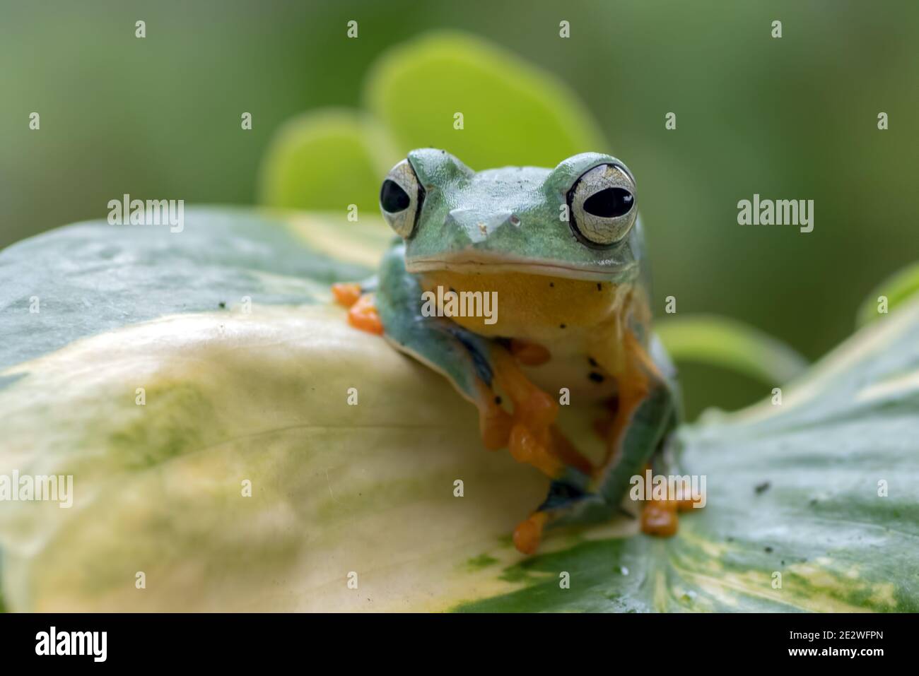 A green tree frog on a leaf Stock Photo - Alamy