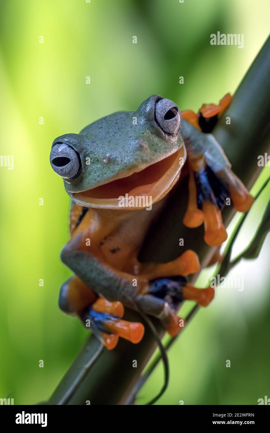 Smiling frogs on bamboo tree Stock Photo - Alamy