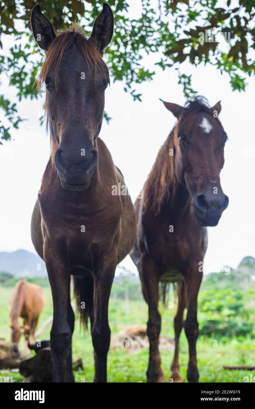 Horses shade under trees hi-res stock photography and images - Alamy