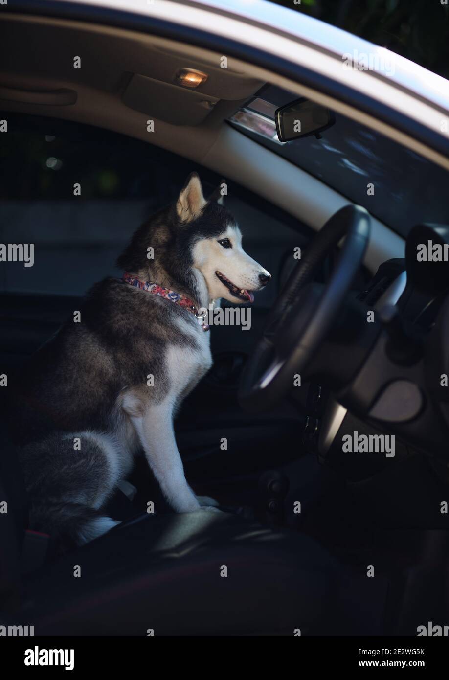 Husky sitting in the car hi-res stock photography and images - Alamy