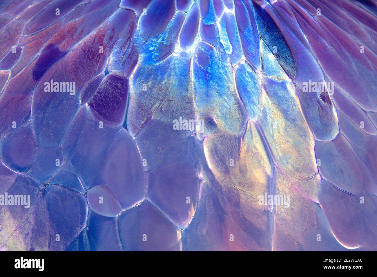 Extreme closeup of the intricate patterns, textures and colors of a ...