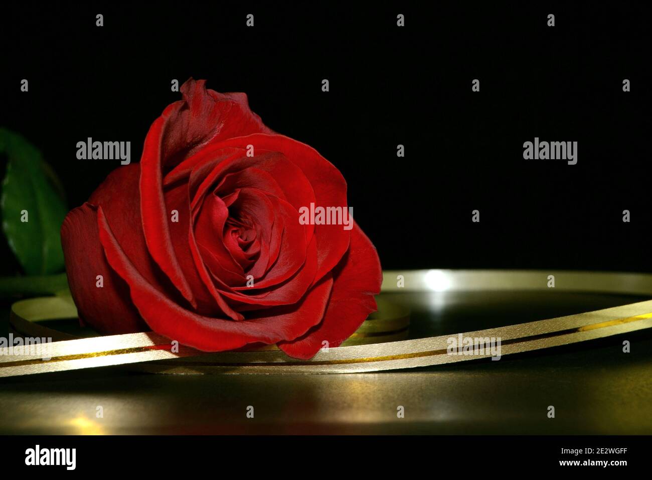 The studio red rose with golden ribbon on a black background. Copy ...