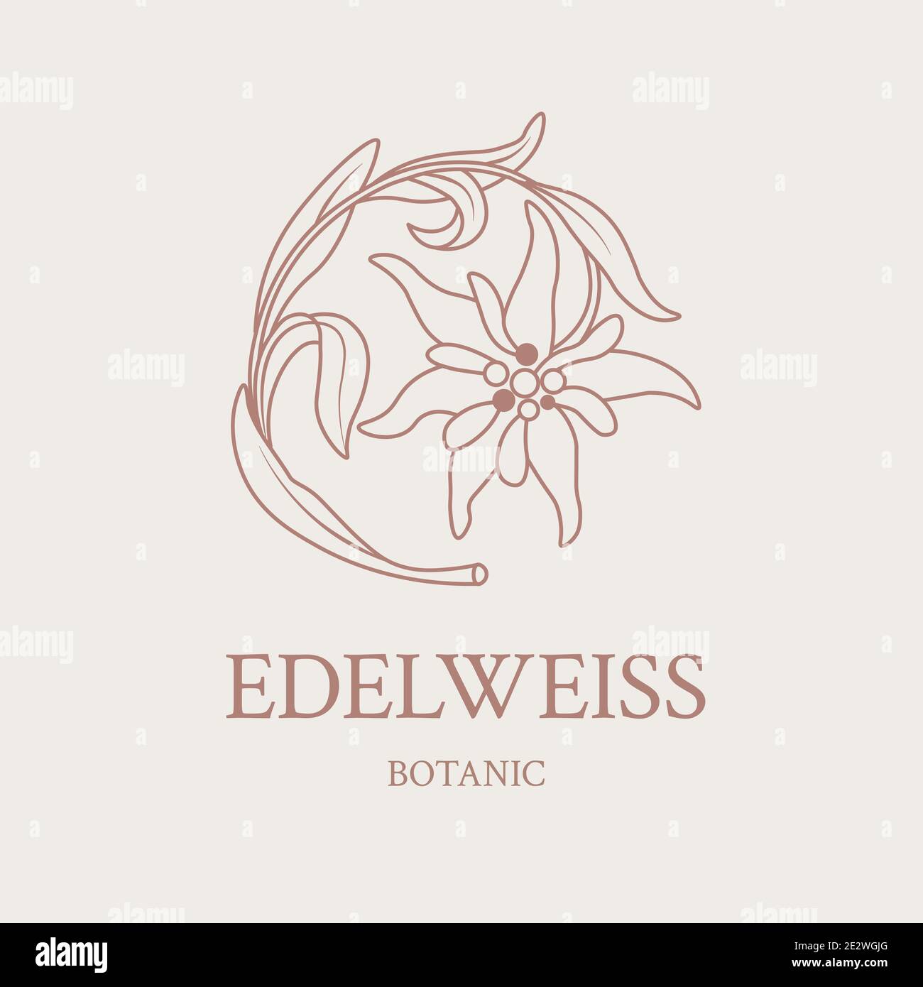 Flower design of the logo with a hand-drawn flower of Edelweiss Stock ...