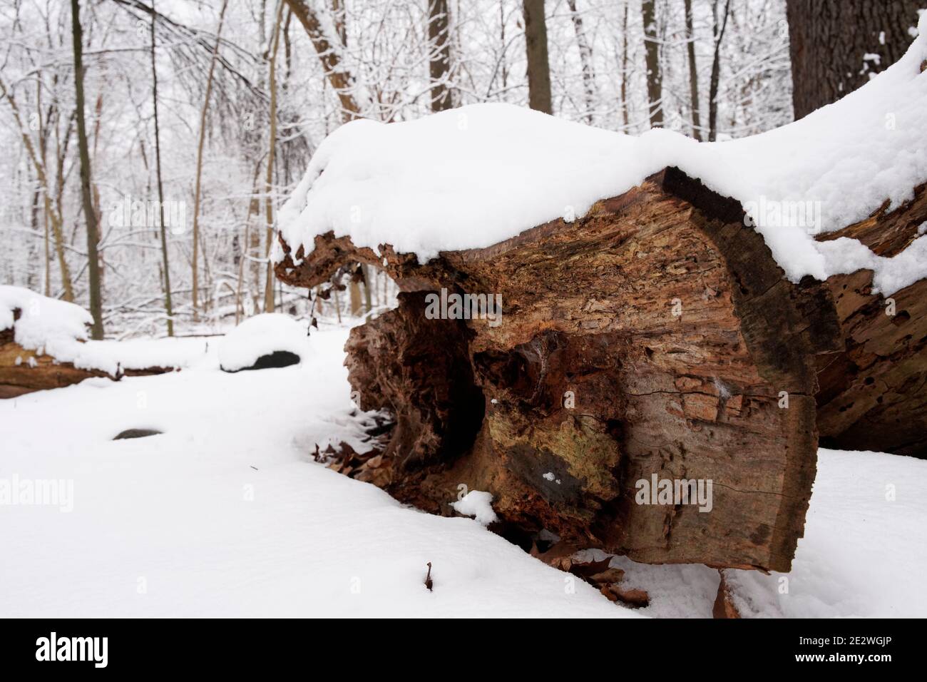 Background woods hi-res stock photography and images - Alamy