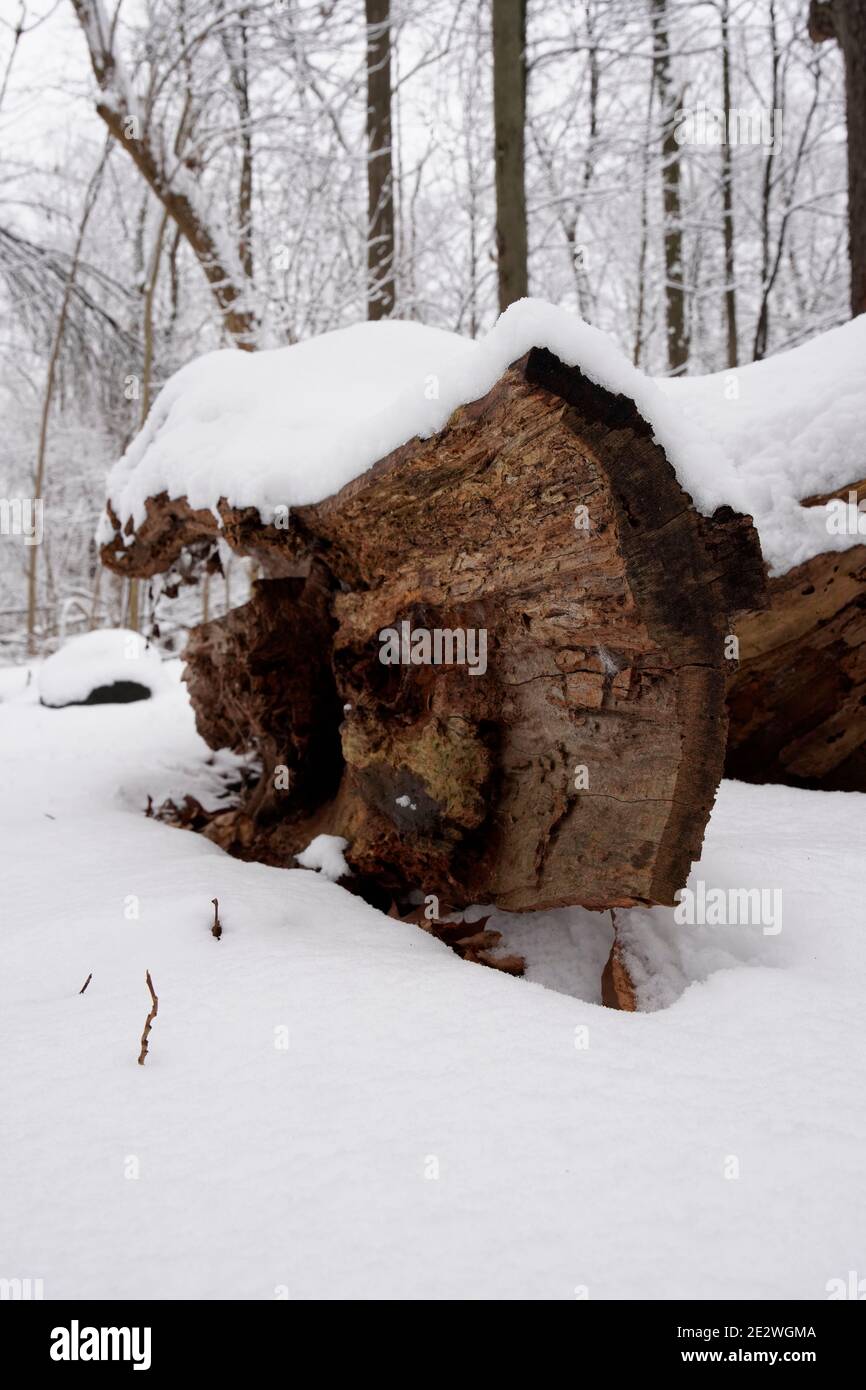 The log on the snowy ground in the woods Stock Photo - Alamy