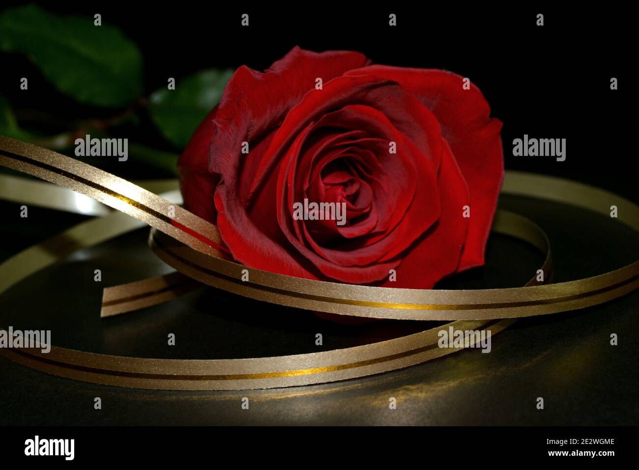 The studio red rose with golden ribbon on a black background. Copy ...