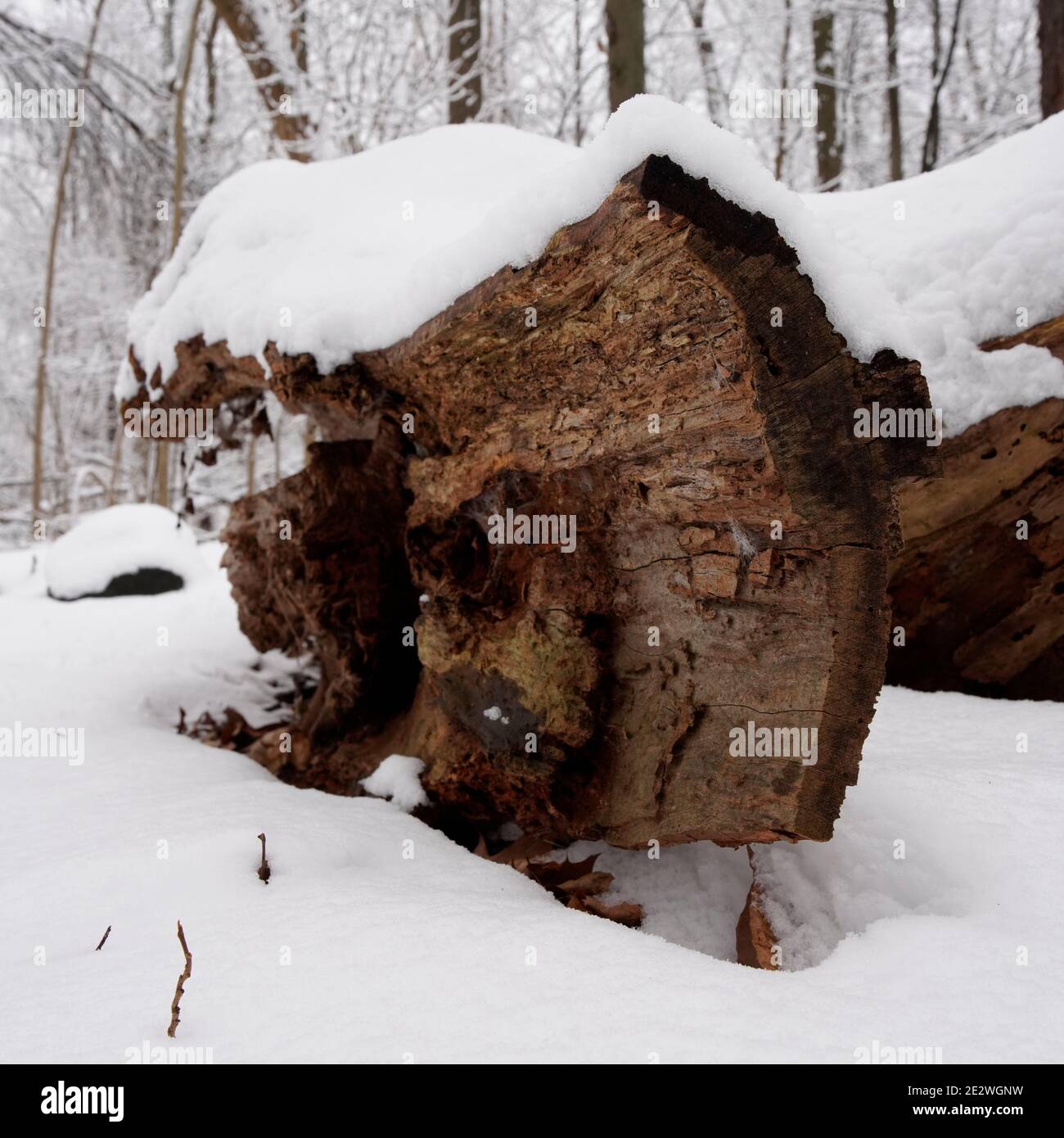 The log on the snowy ground in the woods Stock Photo - Alamy