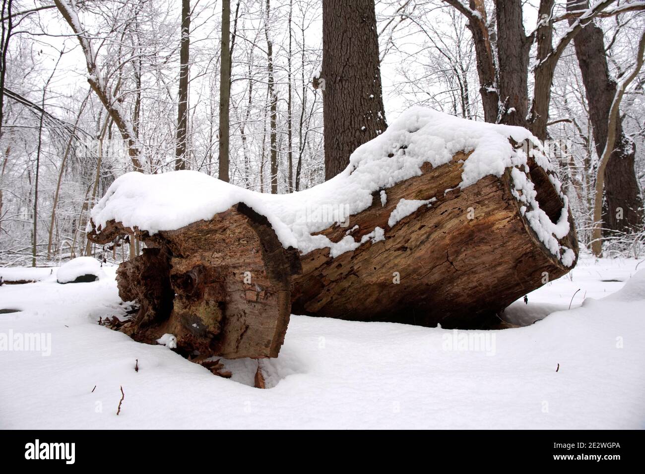 The log on the snowy ground in the woods Stock Photo - Alamy