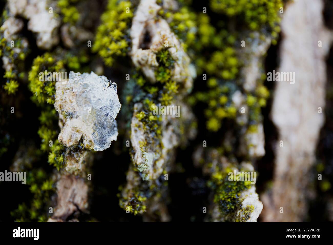 Scenic outdoor closeup hi-res stock photography and images - Alamy