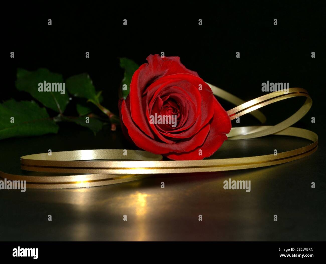 The studio red rose with golden ribbon on a black background. Copy ...