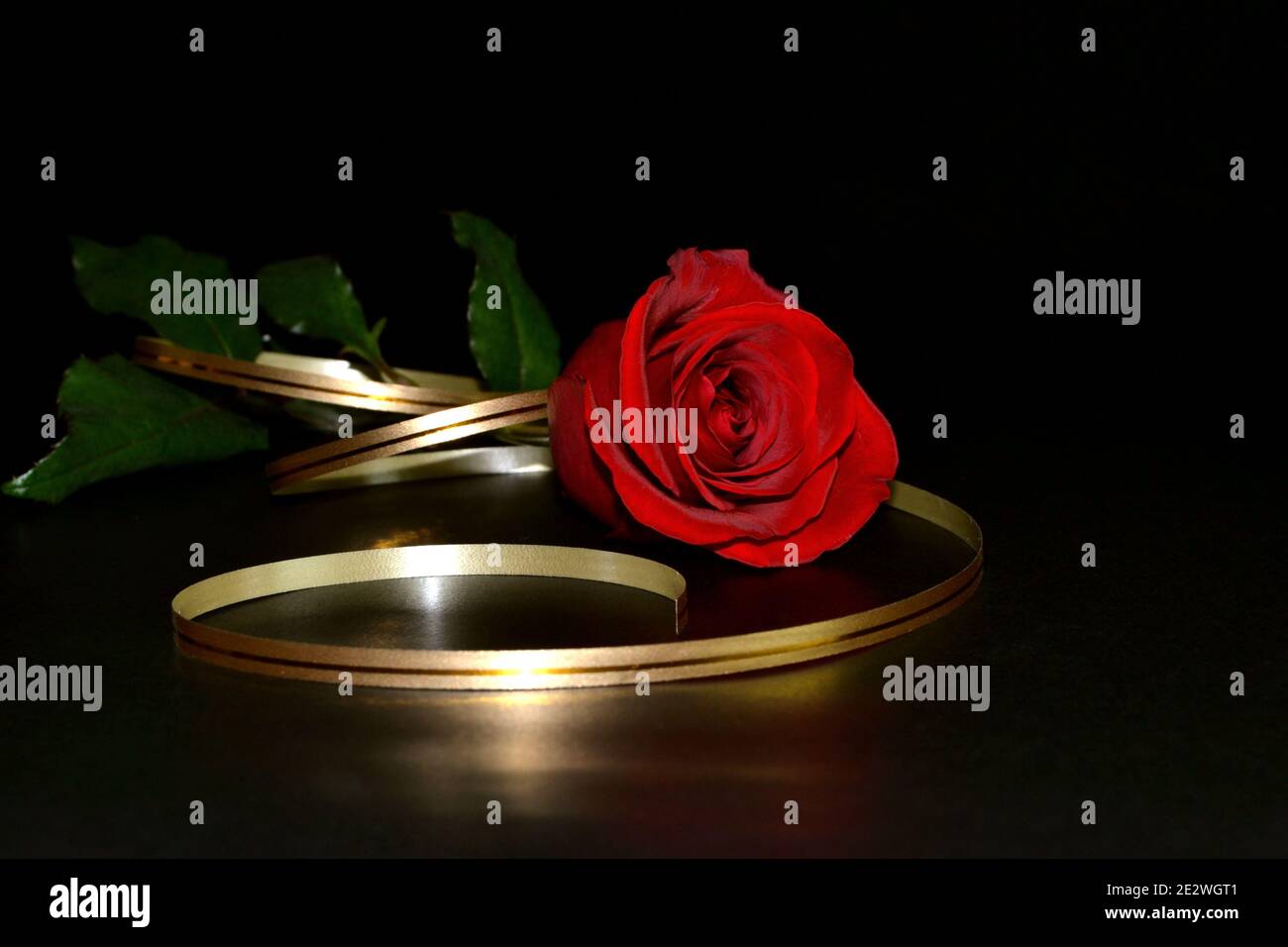 The studio red rose with golden ribbon on a black background. Copy ...