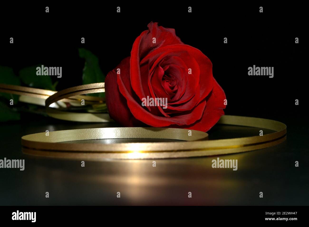 The studio red rose with golden ribbon on a black background. Copy ...