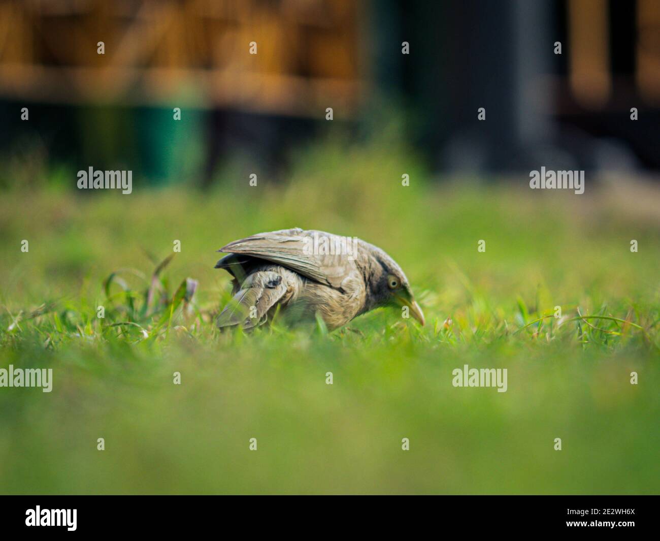 Selective focus shot of the western jackdaw (Coloeus monedula) on a ...