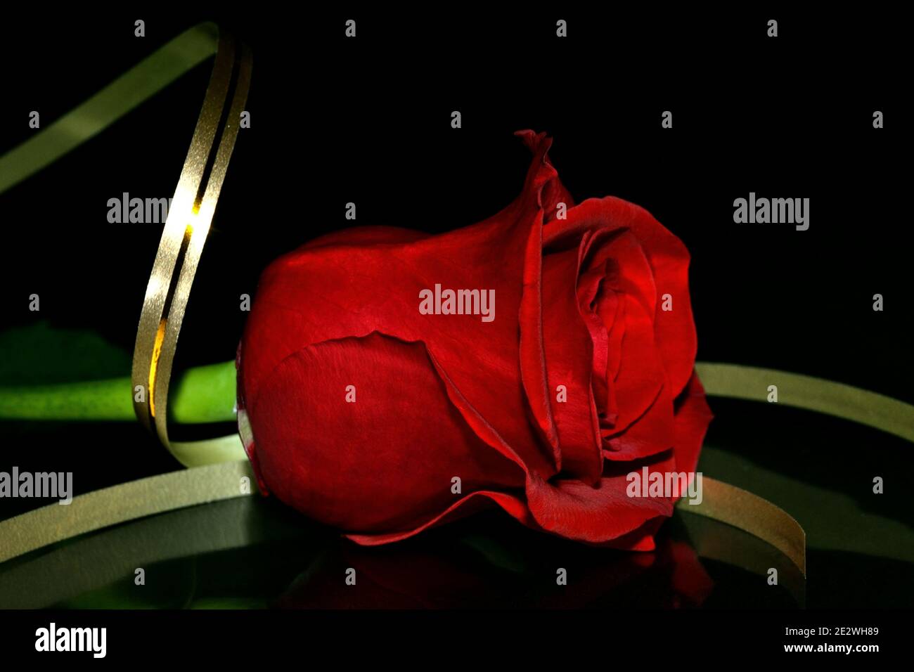 The studio red rose with golden ribbon on a black background. Copy-space. Valentine's Day ...