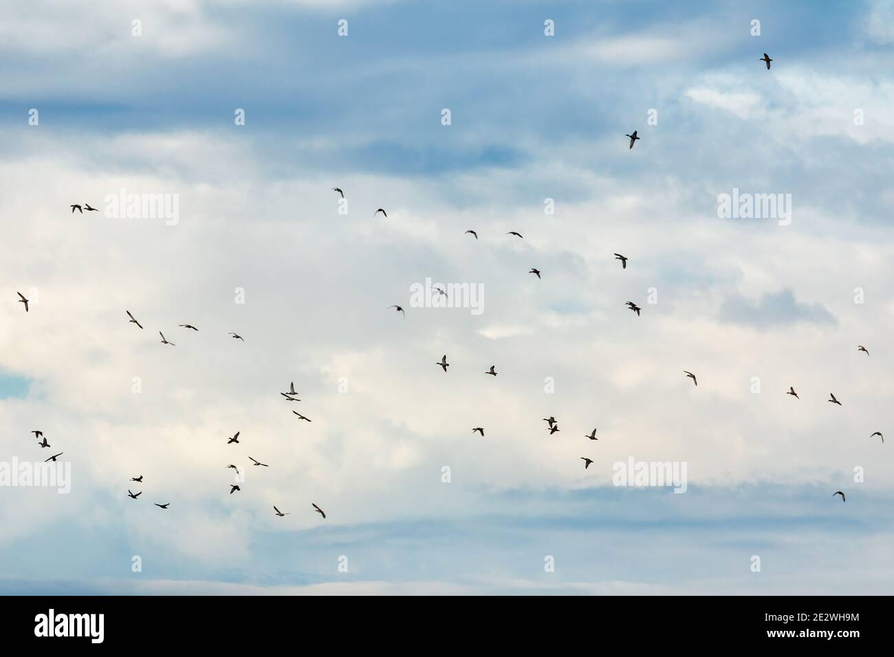 various birds that fly to the wetland in Kalochori, Greece Stock Photo ...