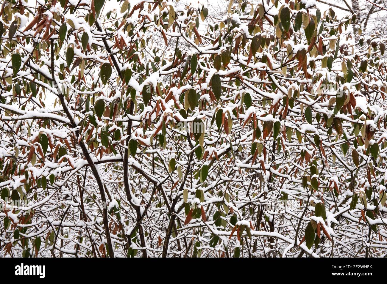 The winter landscape of Ada Park in Grand Rapids, Michigan Stock Photo ...